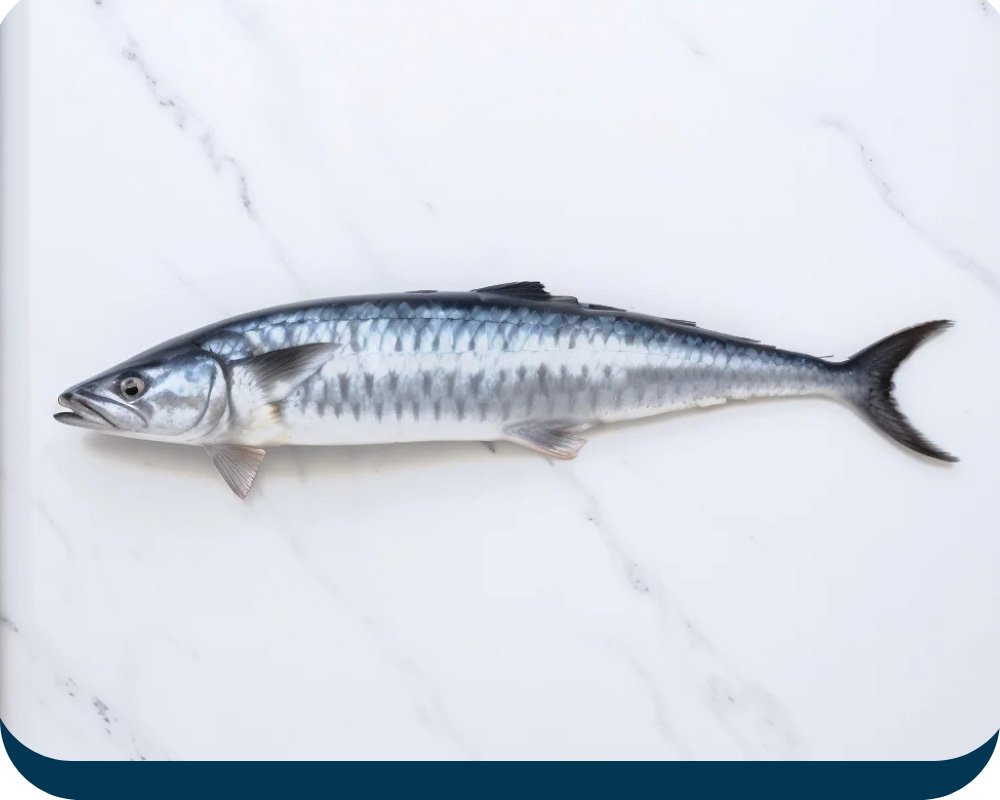 Surmai Fish | King Mackerel fish (سُرمئی مچھلی) | Fresh Cuts
